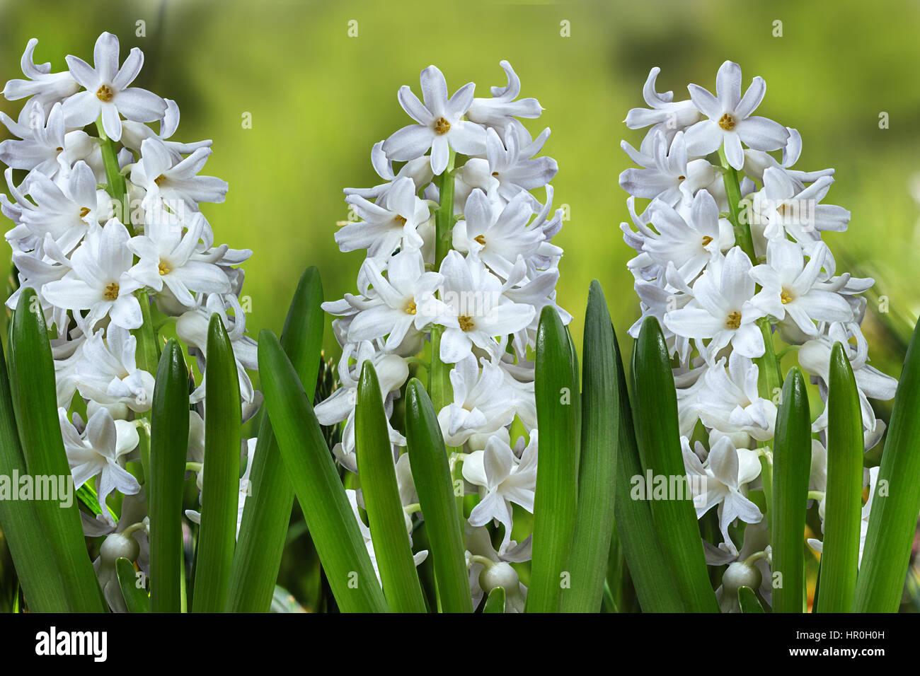 White light blue hyacinth hi-res stock photography and images - Alamy