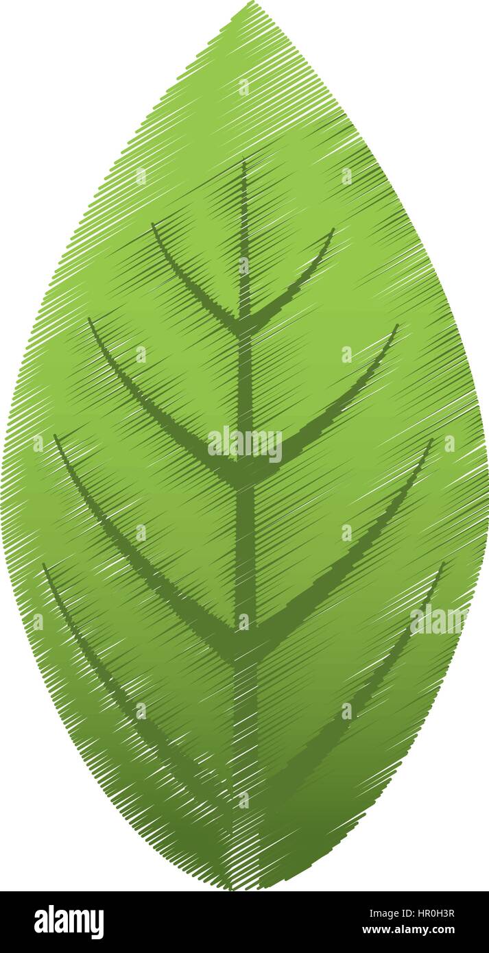 drawing green leaves natural Stock Vector Image & Art - Alamy