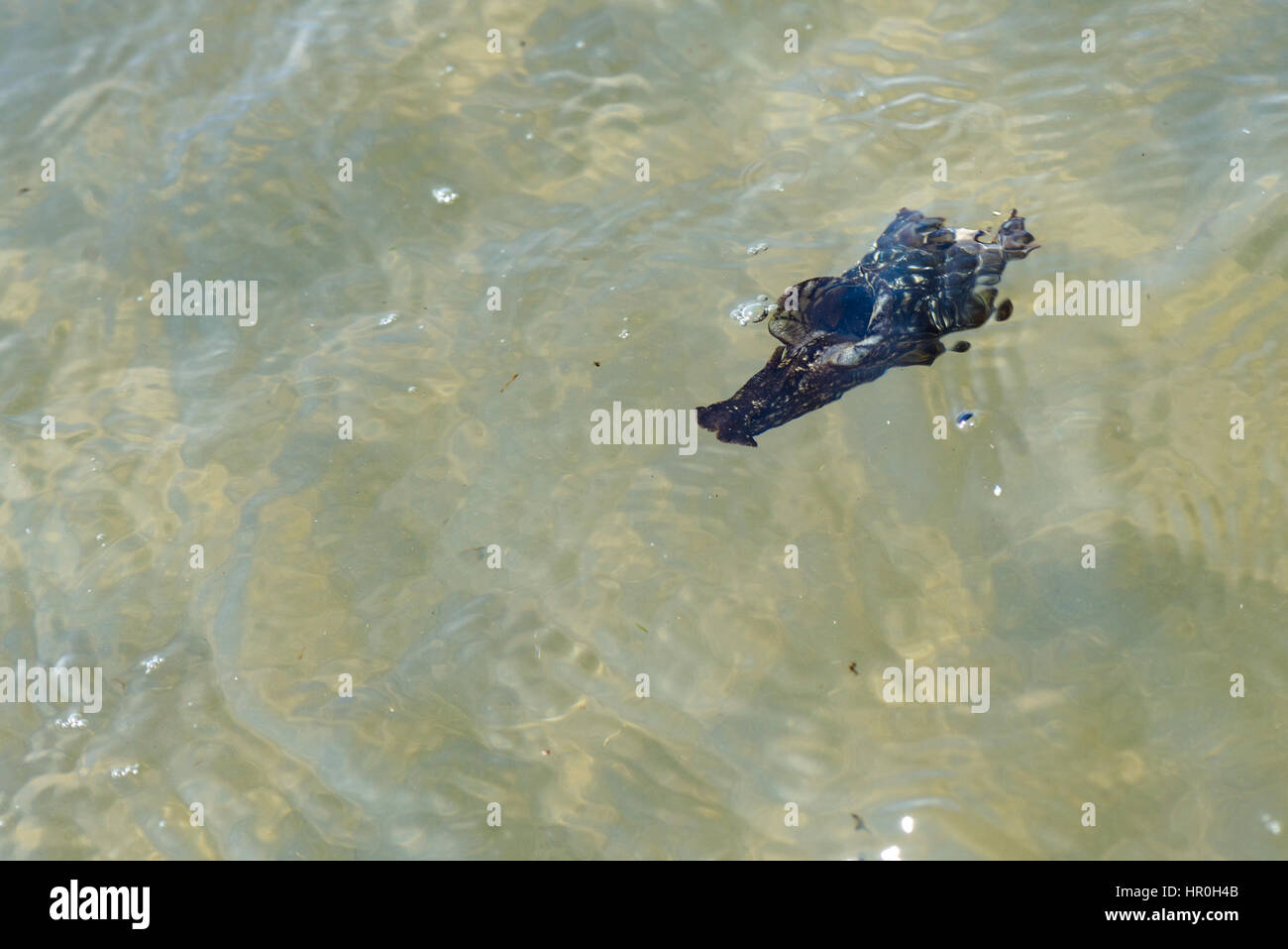 a black sea slug swimming in thewater Stock Photo - Alamy