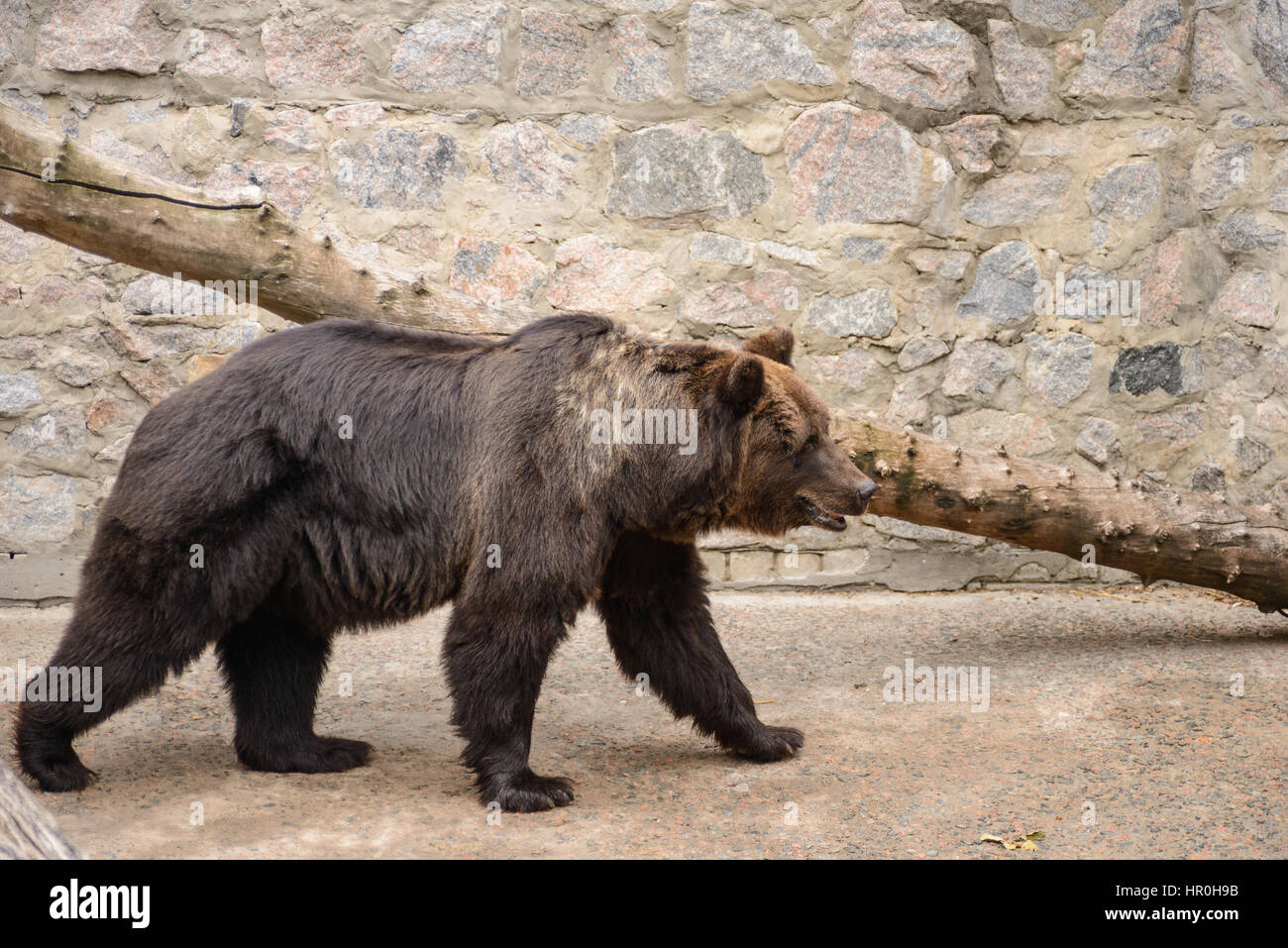 A nice and very big bear walking Stock Photo - Alamy