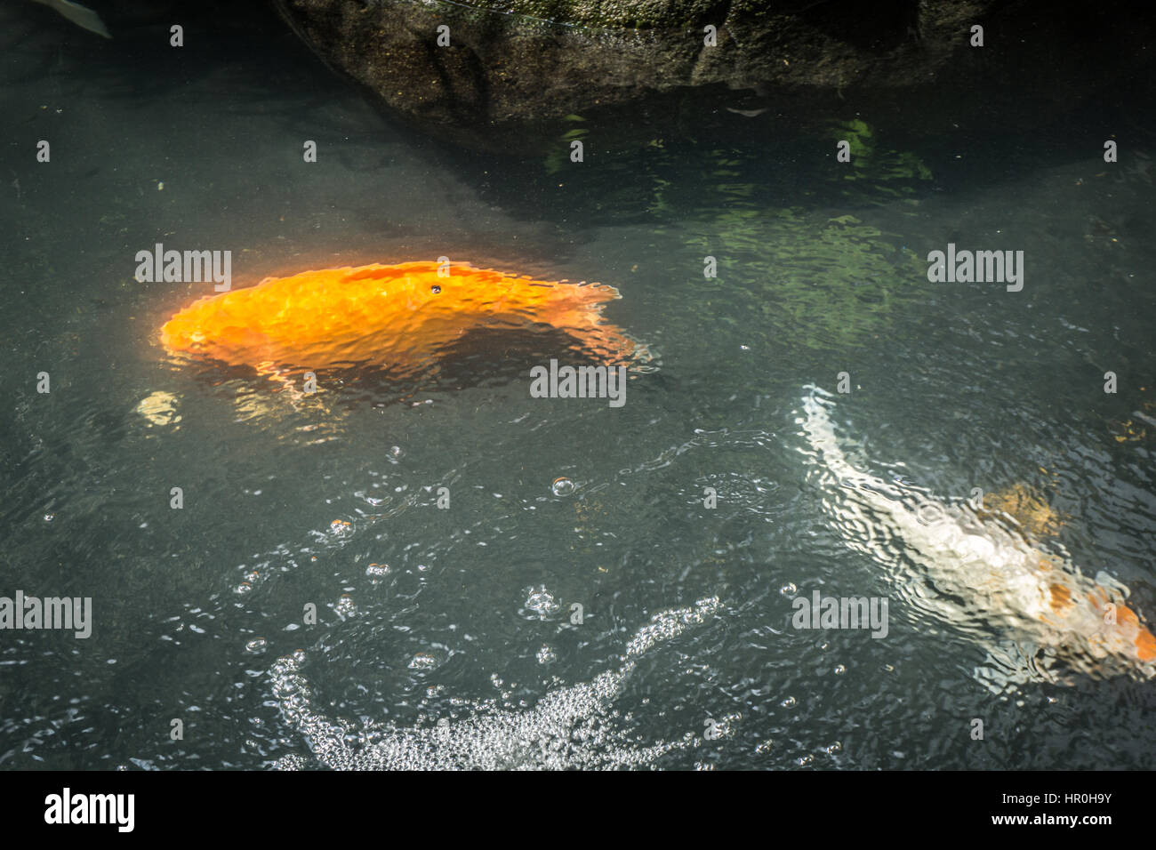 Golden Koi fish in a pond with fresh water and stream at Central Park ...