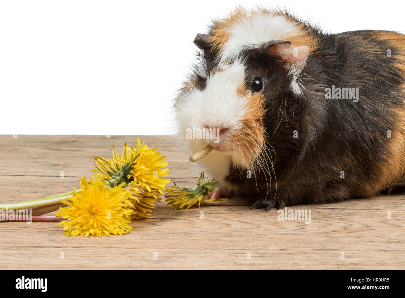 Beautiful guinea pig sits on an old wooden table and eats yellow ...