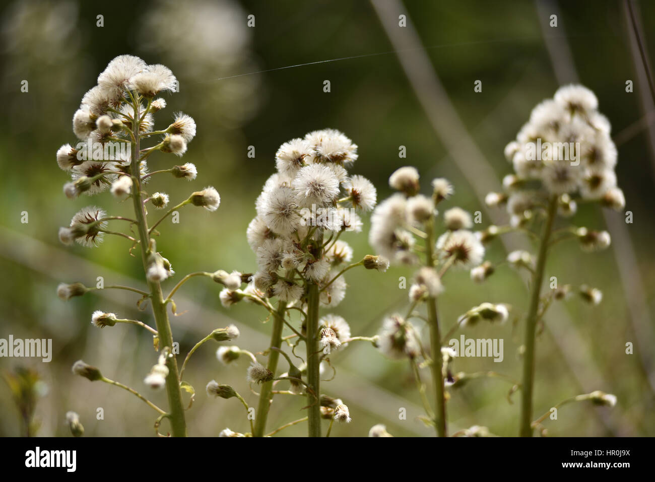 Fluff fluffy plant plants hi-res stock photography and images - Alamy