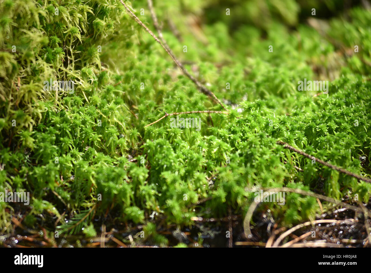 Green moss detail in the forest Stock Photo - Alamy