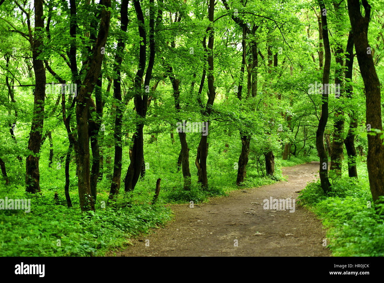 Path in the green forest Stock Photo - Alamy