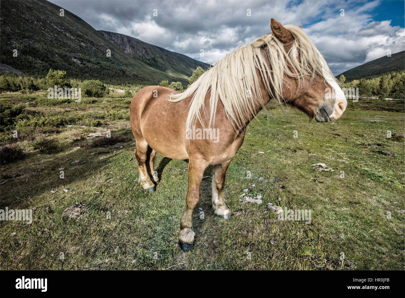 Findal hi-res stock photography and images - Alamy