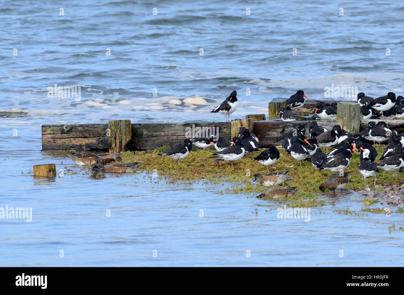 Exe estuary birds hi-res stock photography and images - Alamy