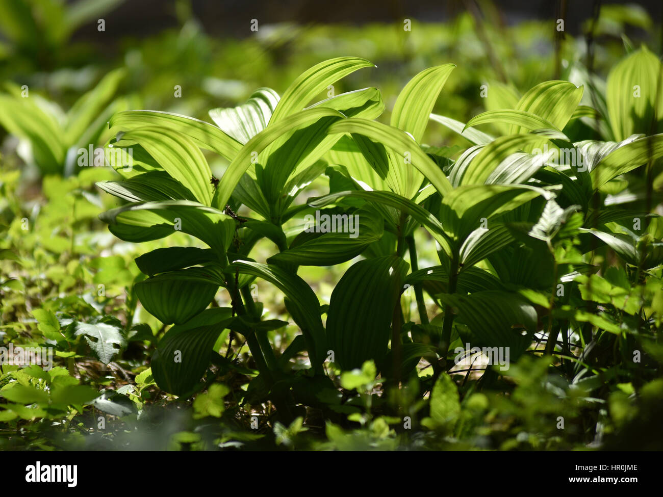 Vibrant green plant hi-res stock photography and images - Alamy