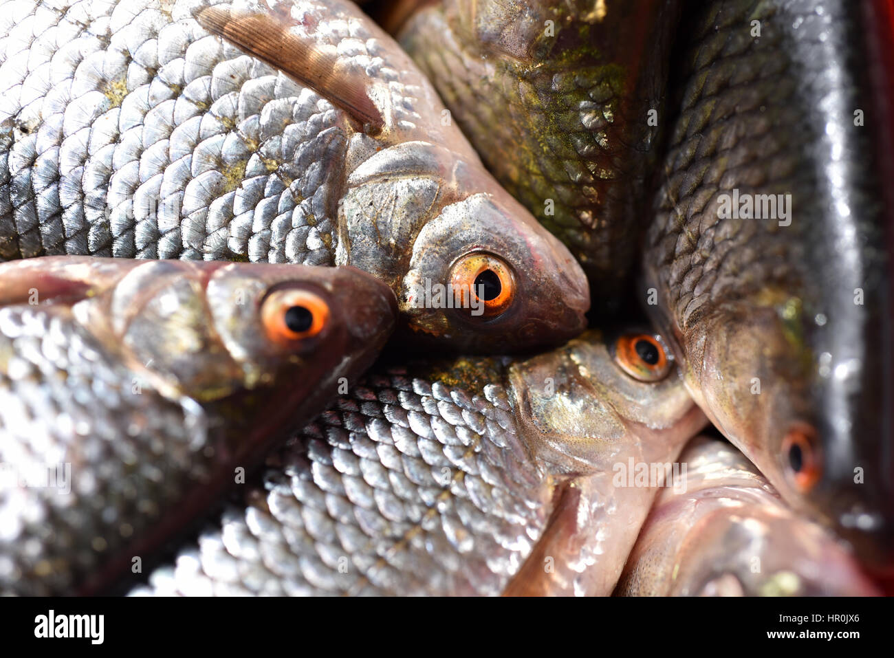 Close-up of fresh fish Stock Photo - Alamy