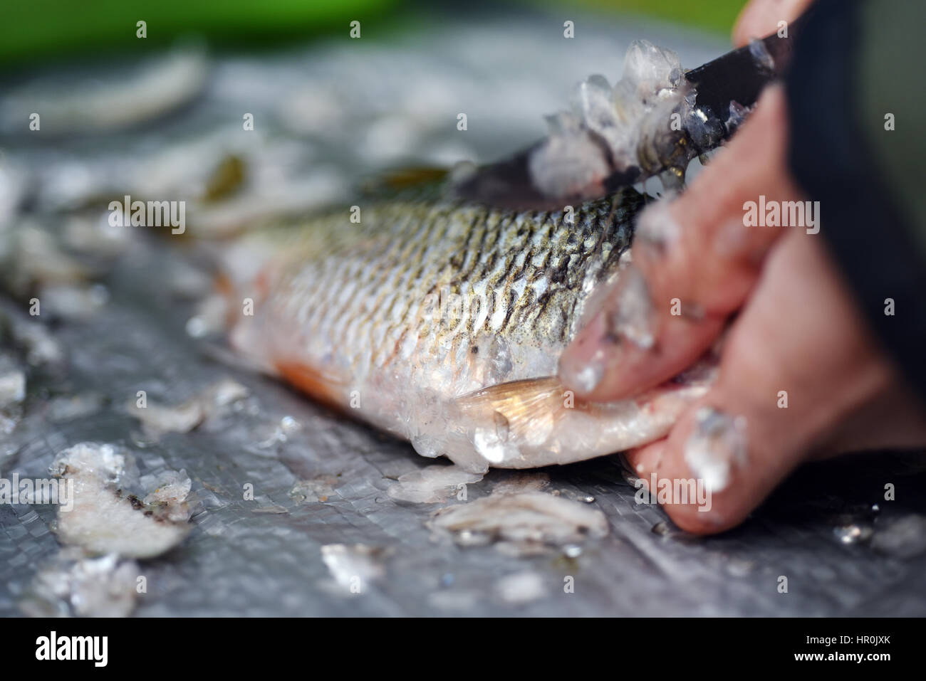 Fisherman cleaning a fish Stock Photo - Alamy
