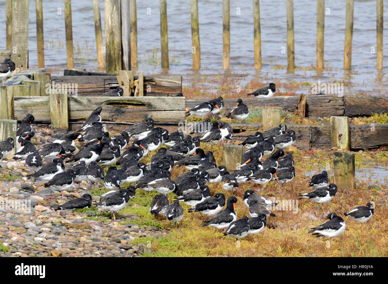 Dawlish Warren National Nature Reserve High Resolution Stock ...