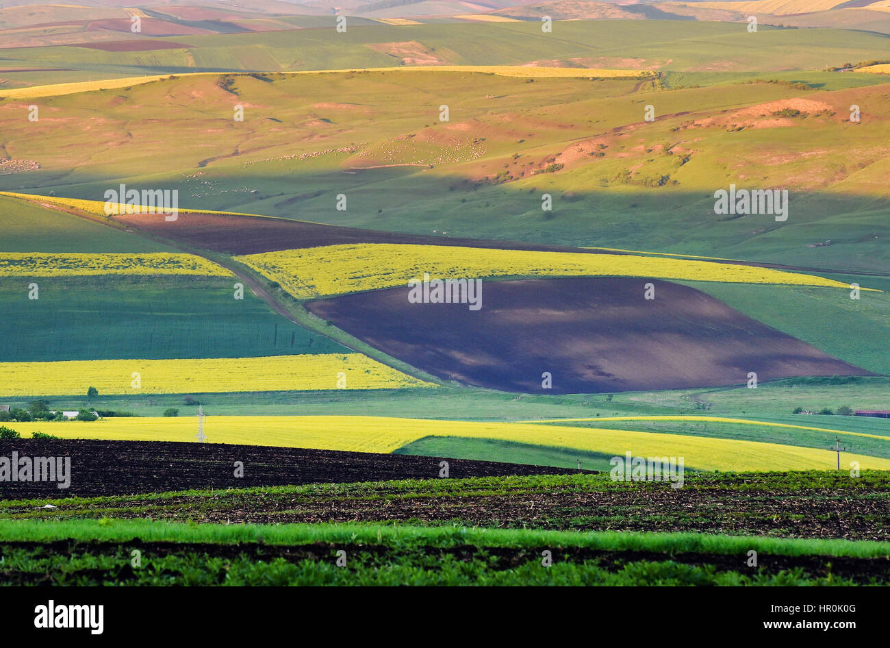 Crops field. Agricultural background with different plants culture ...