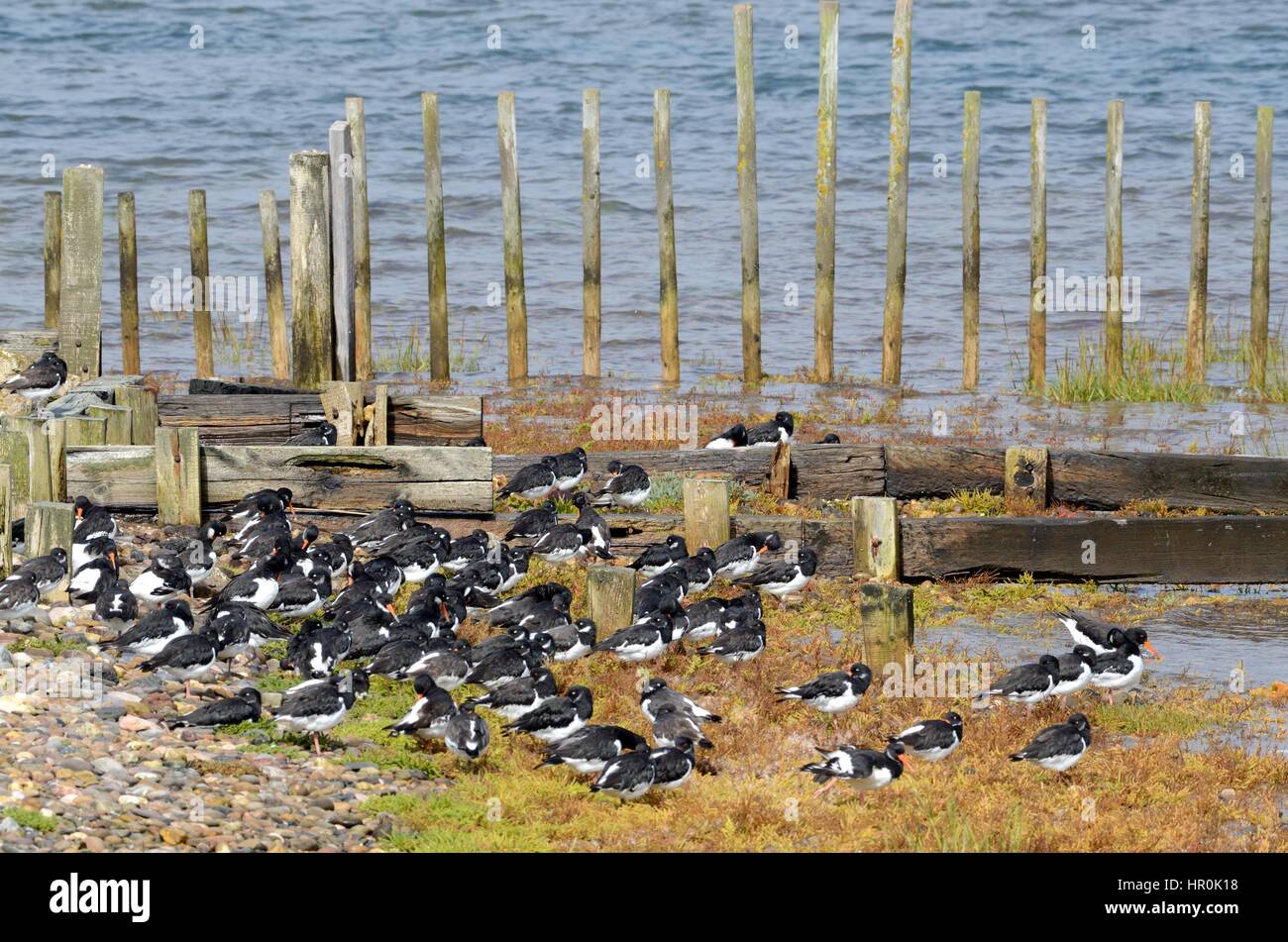 Oystercatchers Haematopus ostralegus Dawlish Warren National Reserve ...