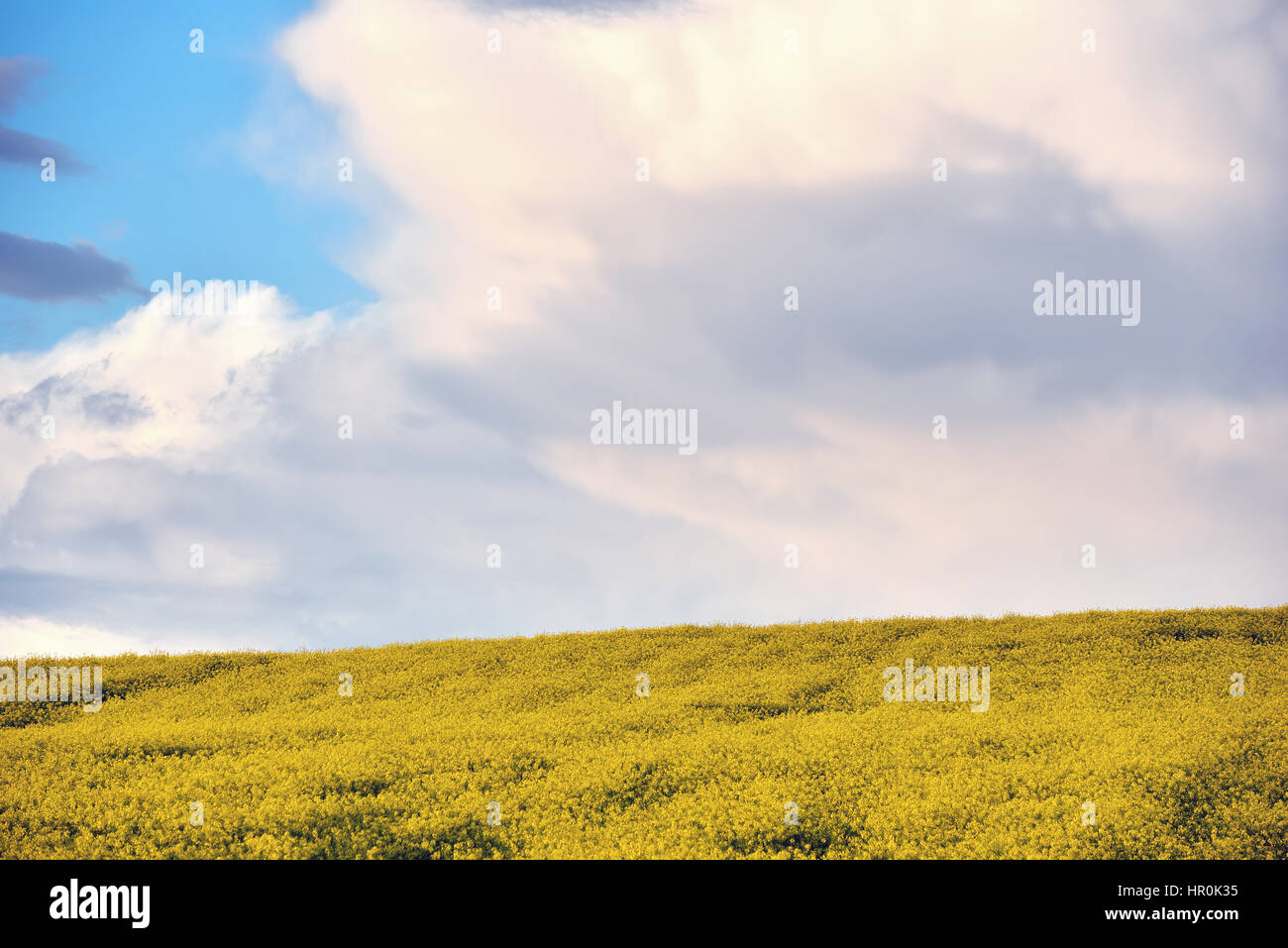 Yellow rapeseed flower field Stock Photo - Alamy