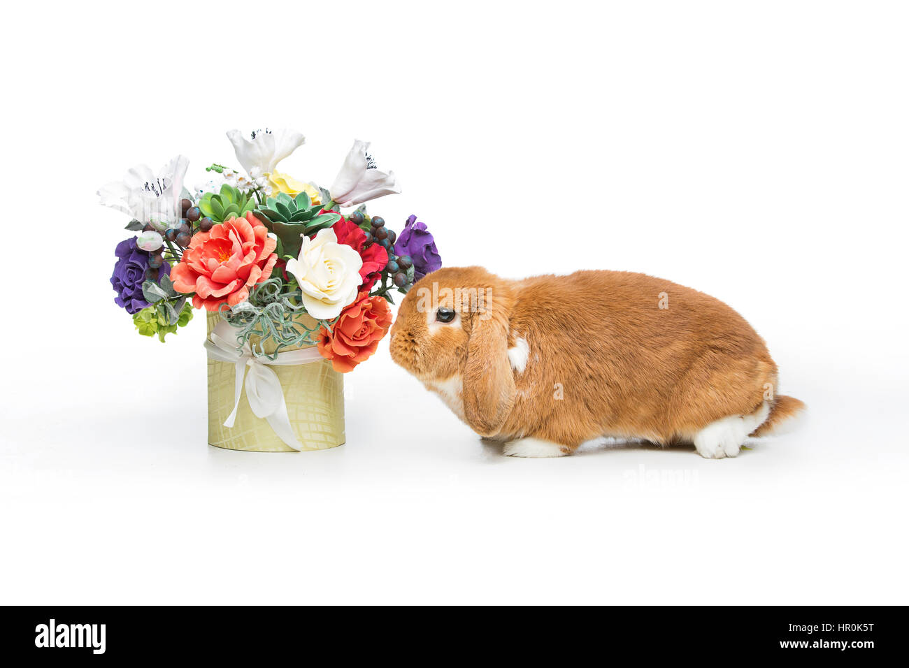 Beautiful domestic rabbit Stock Photo - Alamy