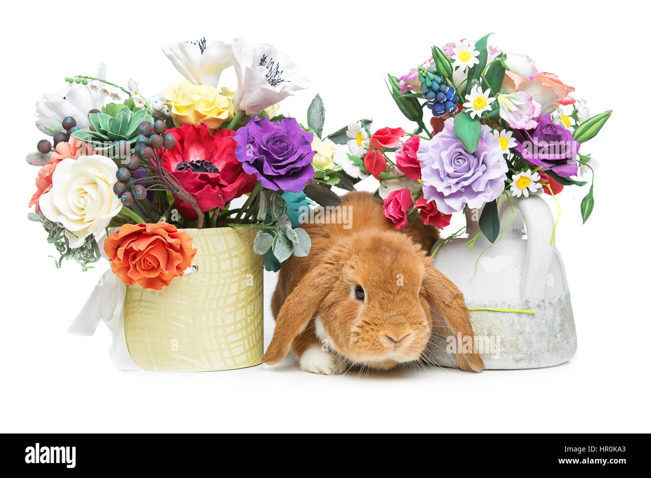 Beautiful domestic rabbit Stock Photo - Alamy