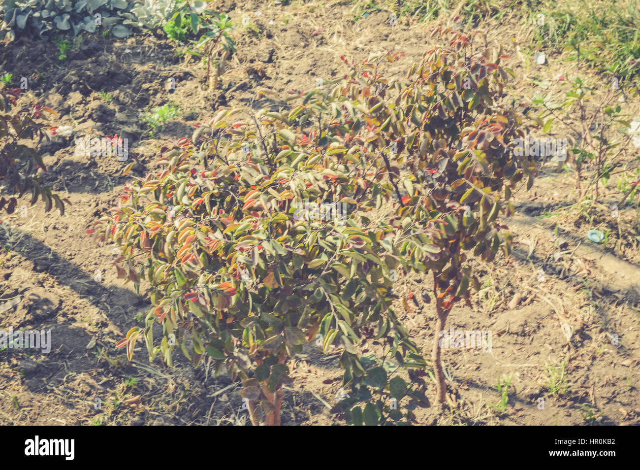 Cairo forest hi-res stock photography and images - Alamy