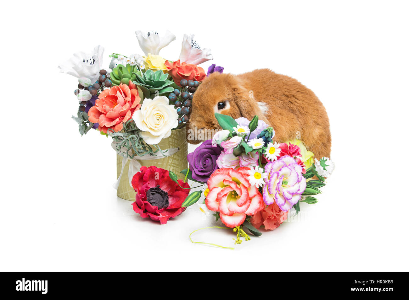 Beautiful domestic rabbit Stock Photo - Alamy