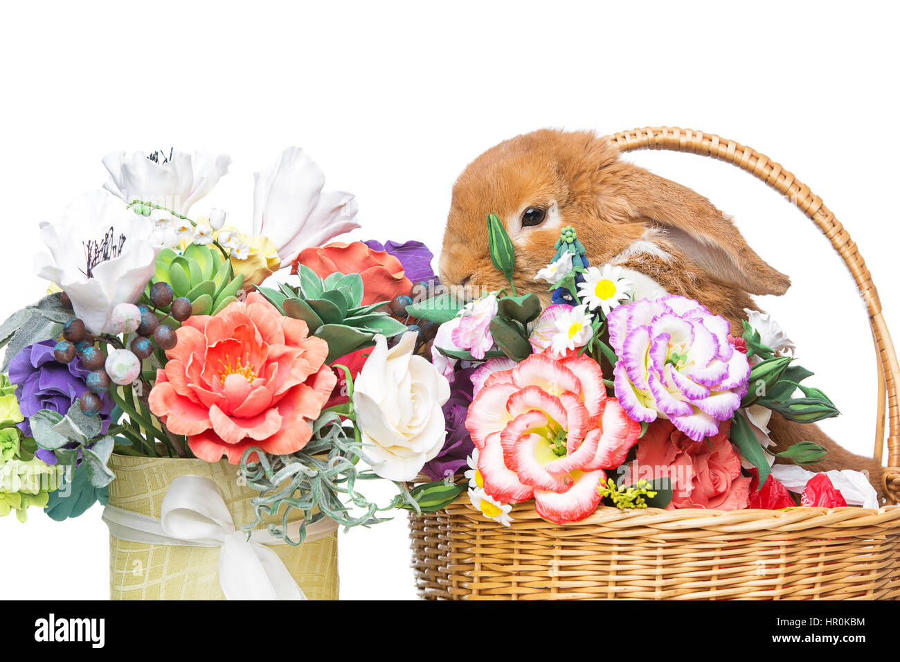 Beautiful domestic rabbit Stock Photo - Alamy