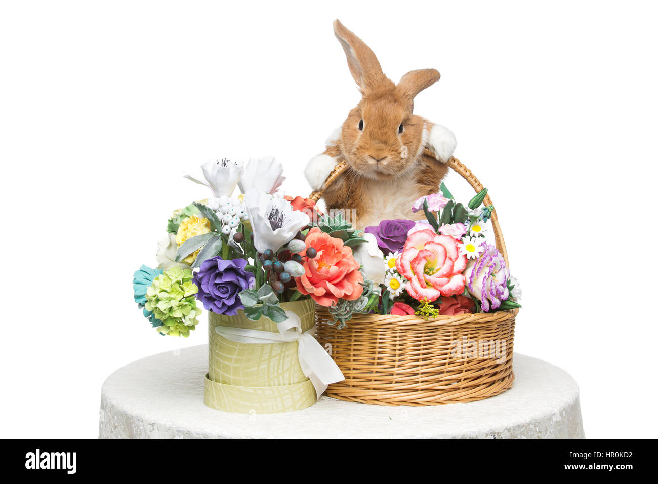 Beautiful domestic rabbit Stock Photo - Alamy