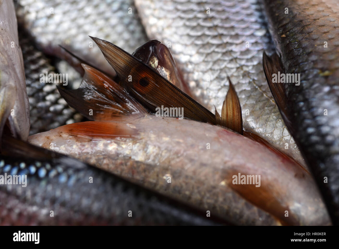 Close-up of fresh fish in the fish market Stock Photo - Alamy