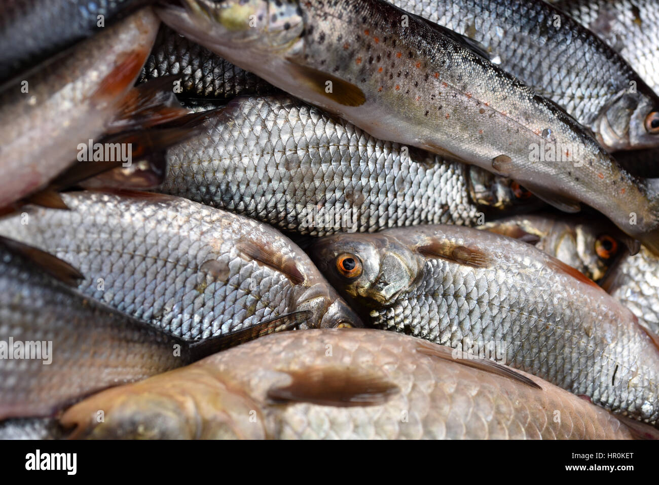 Collection of fresh fishes Stock Photo - Alamy
