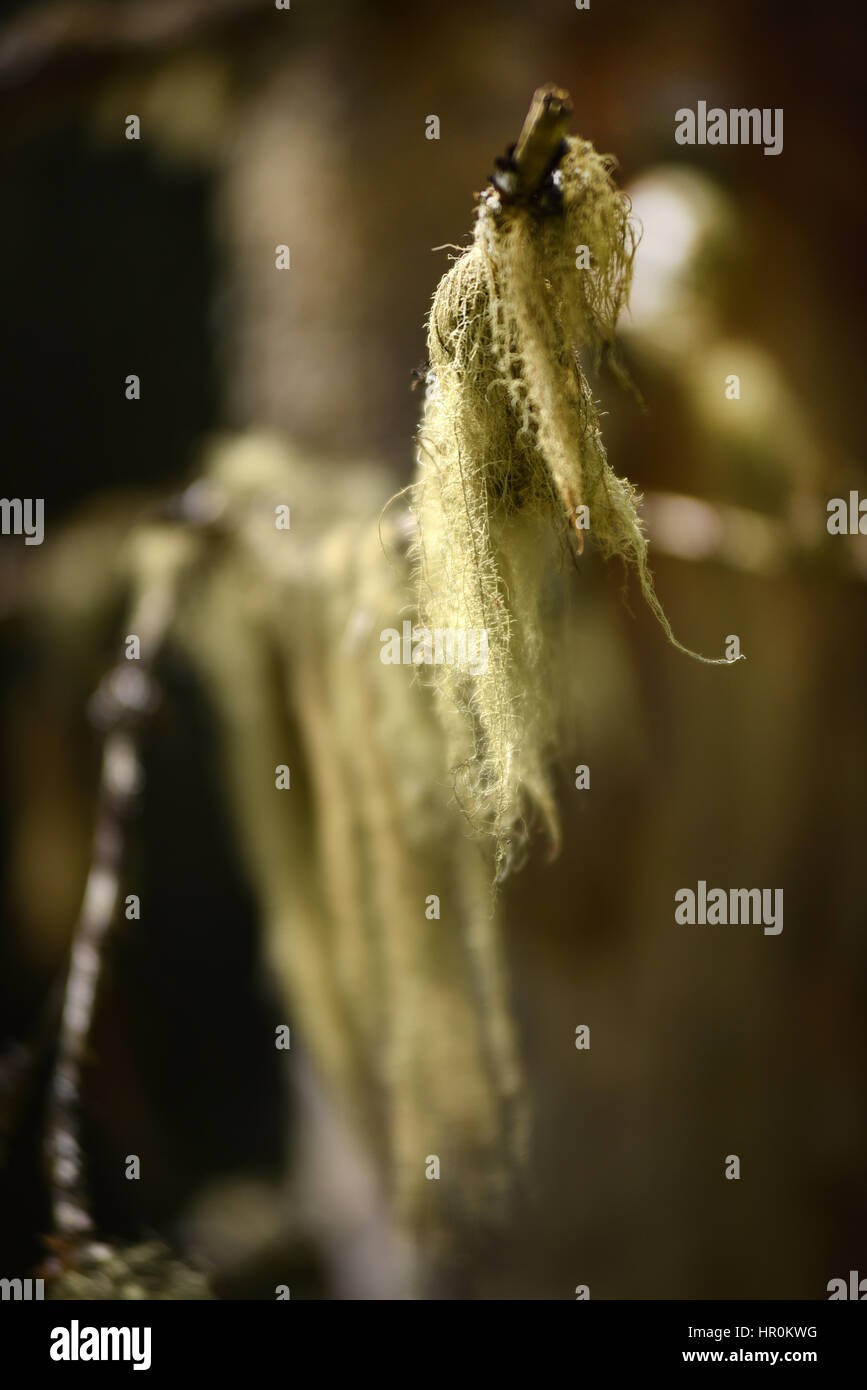 Usnea barbata, old man's beard hanging on a fir tree branch Stock Photo ...
