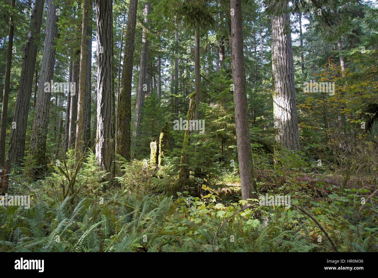 In the heart of Cathedral Grove Provincial Forest Park, Port Alberni ...