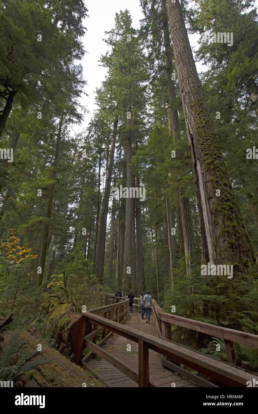 In the heart of Cathedral Grove Provincial Forest Park, Port Alberni ...