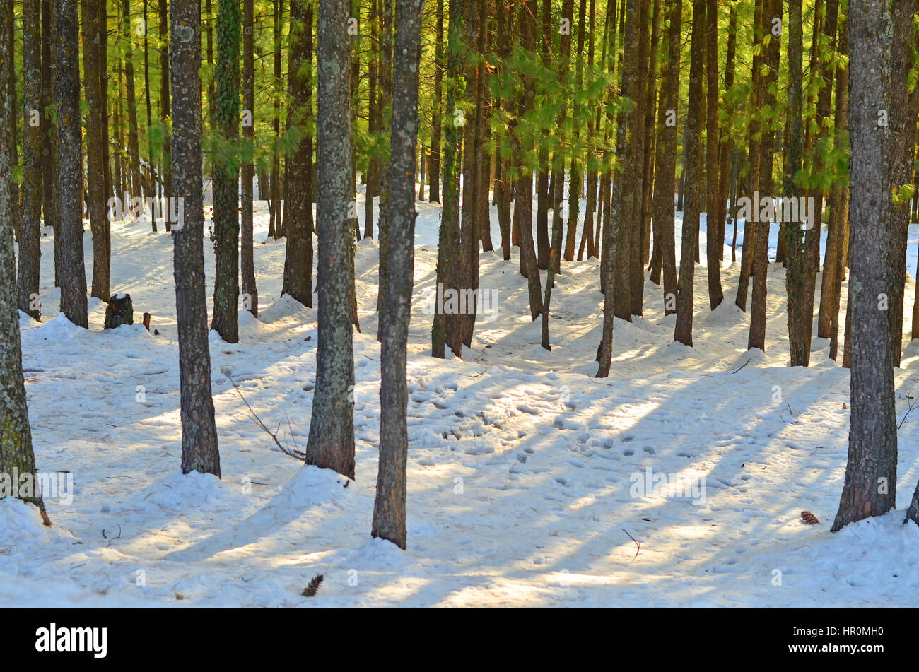 Snow and jungle Stock Photo - Alamy