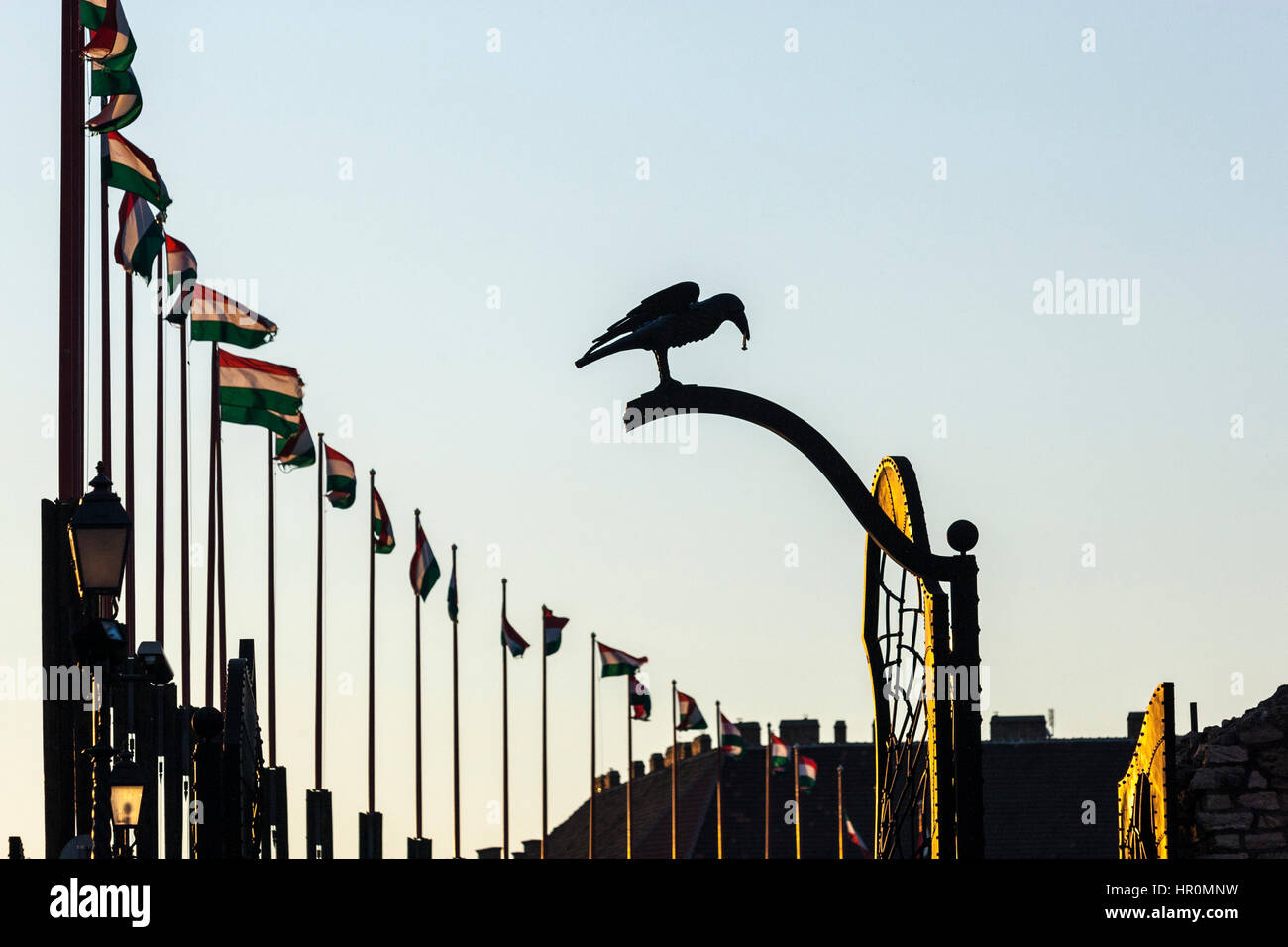 Black raven with a golden ring in its beak on the gate of the Buda ...