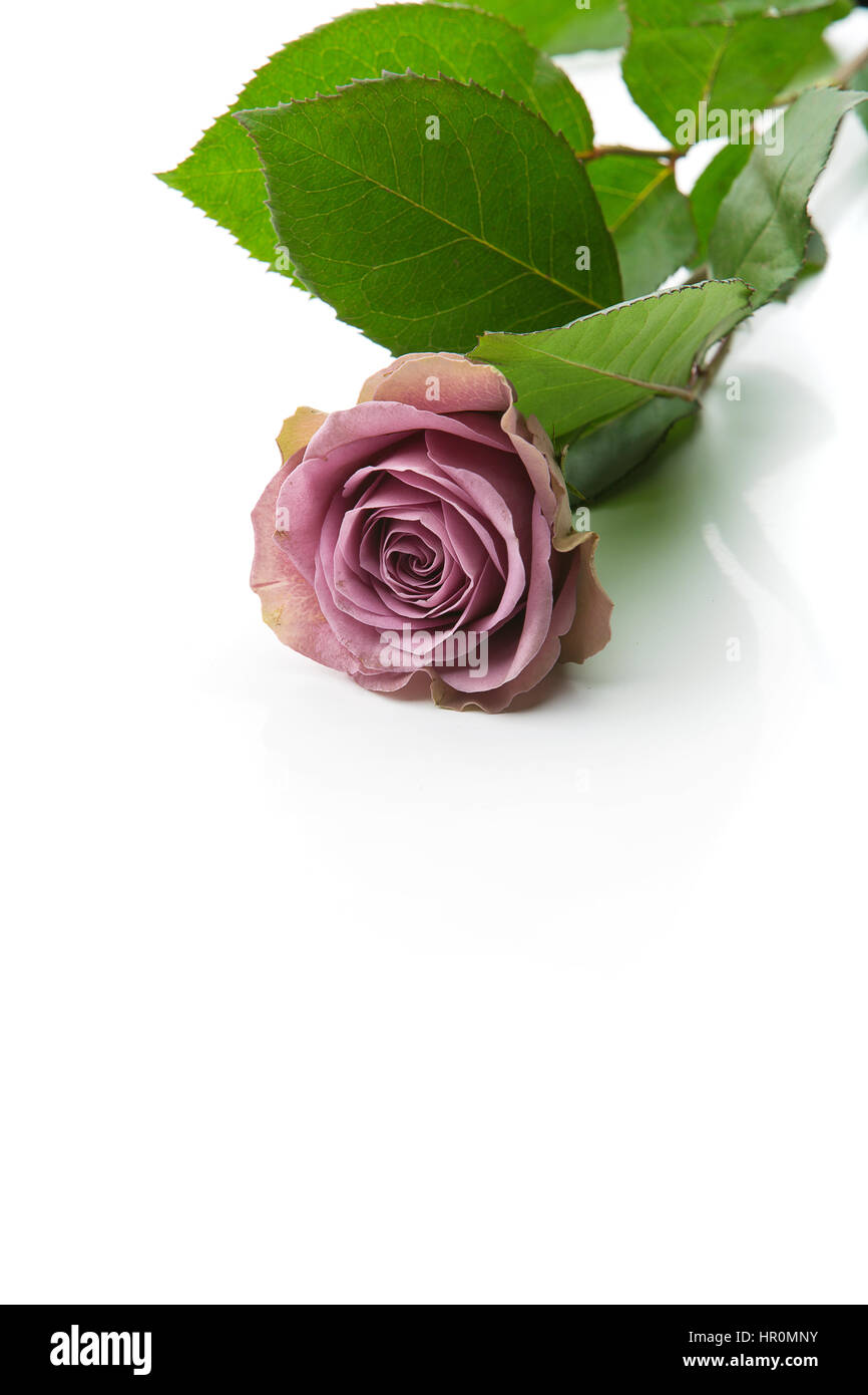 Beautiful tea rose flower Stock Photo - Alamy