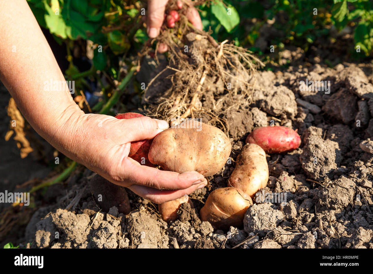 Potato in soil hi-res stock photography and images - Alamy