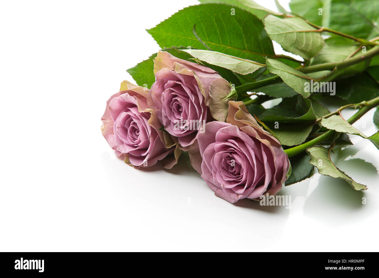 Beautiful tea rose flowers Stock Photo - Alamy