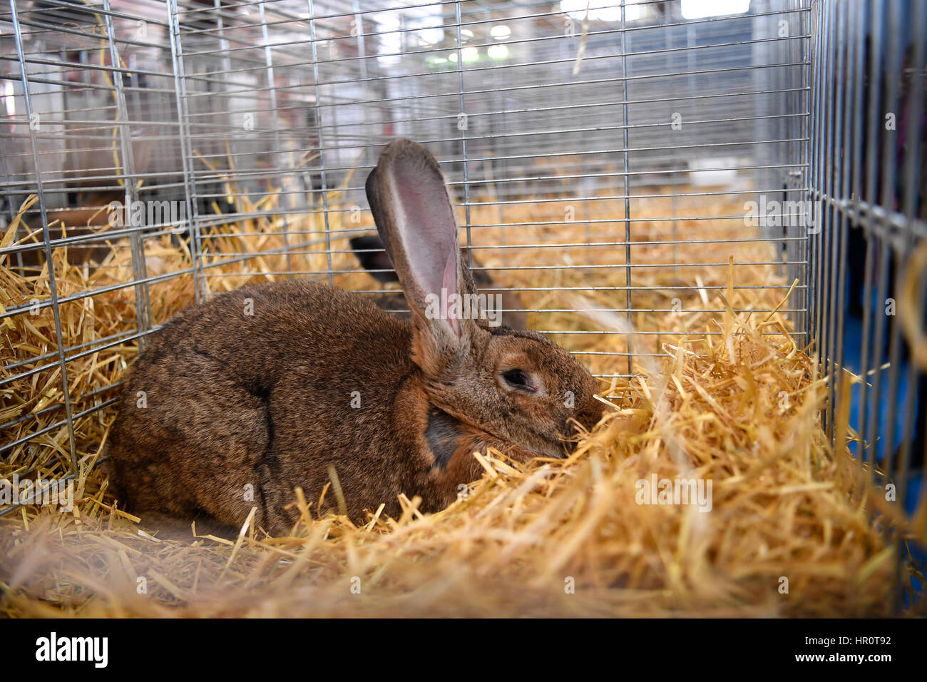 Agriculture Paris Show High Resolution Stock Photography and Images - Alamy