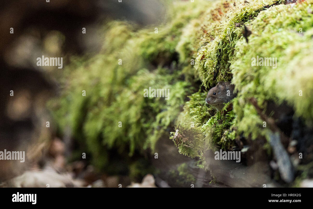 Stuttgart, Germany. 25th Feb, 2017. A wild mouse sits on some moss ...