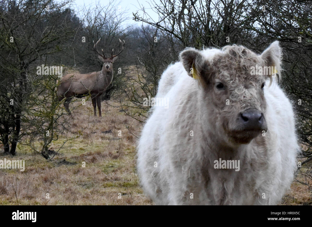 Flensburg, Germany. 17th Feb, 2017. Sven the elk in a field with cows ...