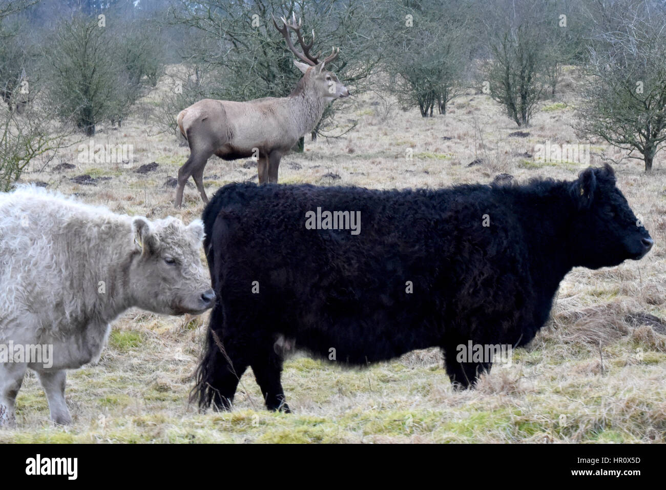 Flensburg, Germany. 17th Feb, 2017. Sven the elk in a field with cows ...