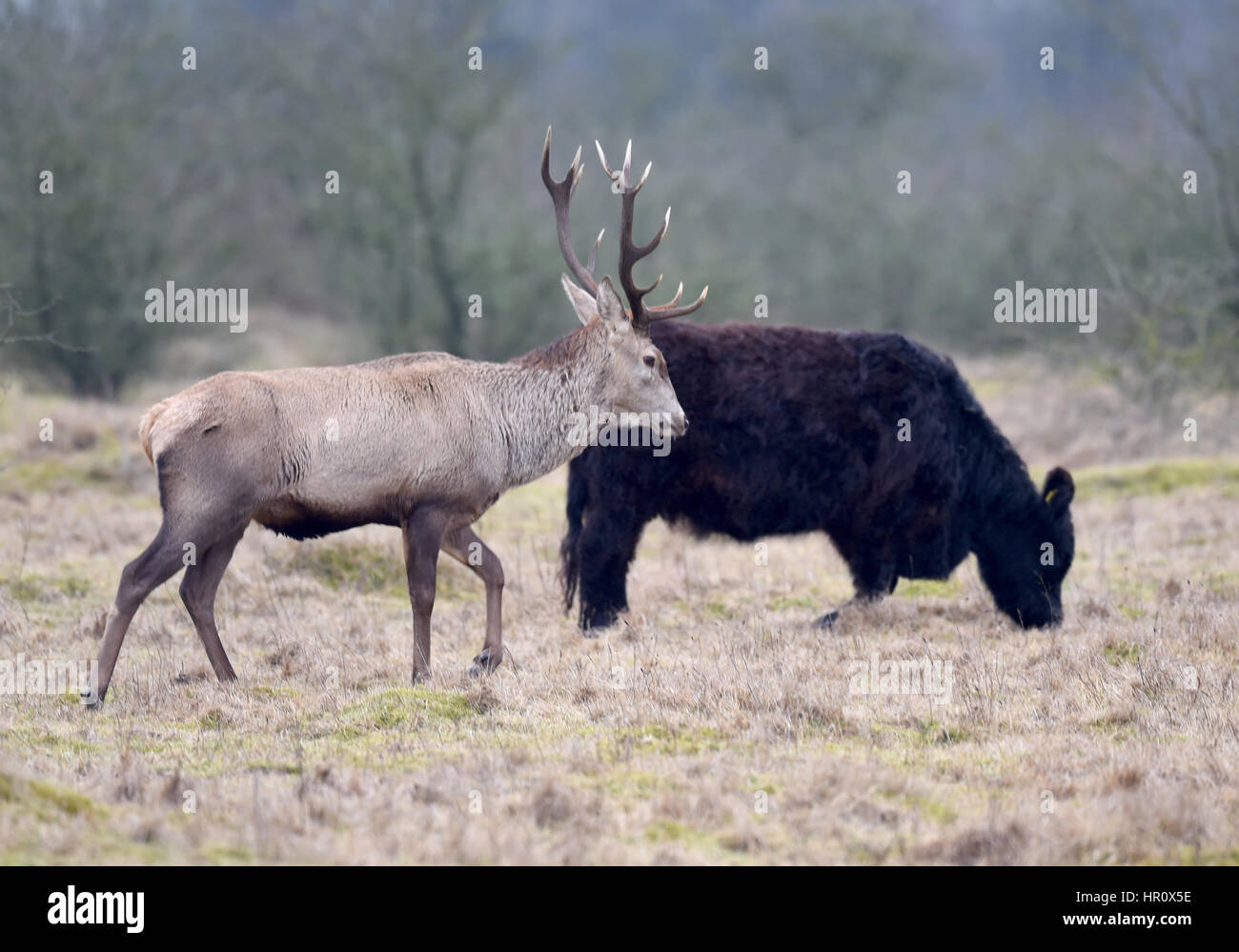 Flensburg, Germany. 17th Feb, 2017. Sven the elk in a field with cows ...