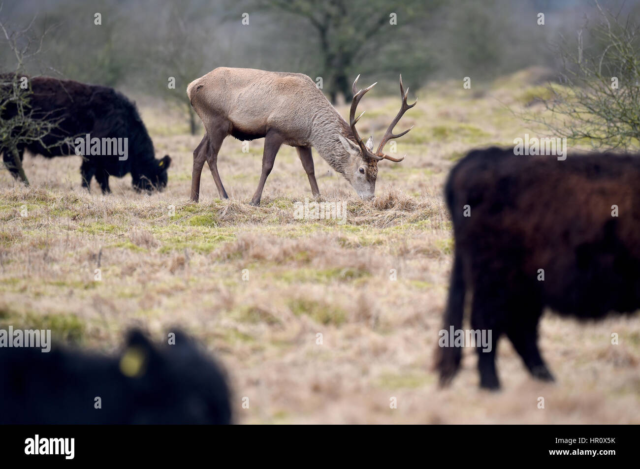 Flensburg, Germany. 17th Feb, 2017. Sven the elk in a field with cows ...