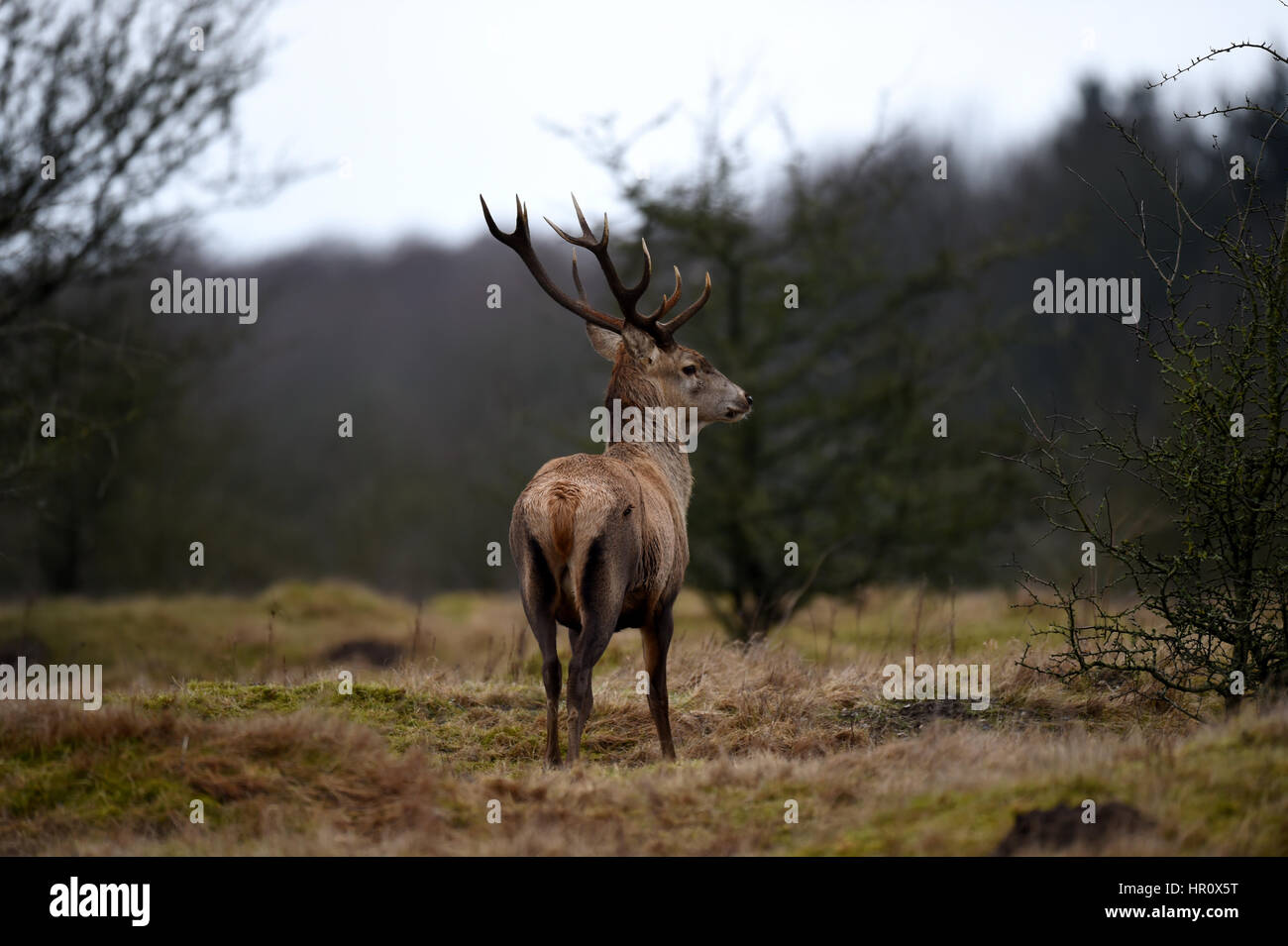 Flensburg, Germany. 17th Feb, 2017. Sven the elk in a field with cows ...
