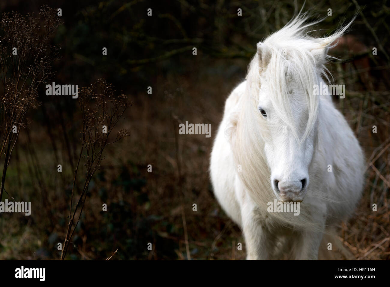 Carneddau Mountain Ponies High Resolution Stock Photography and Images ...