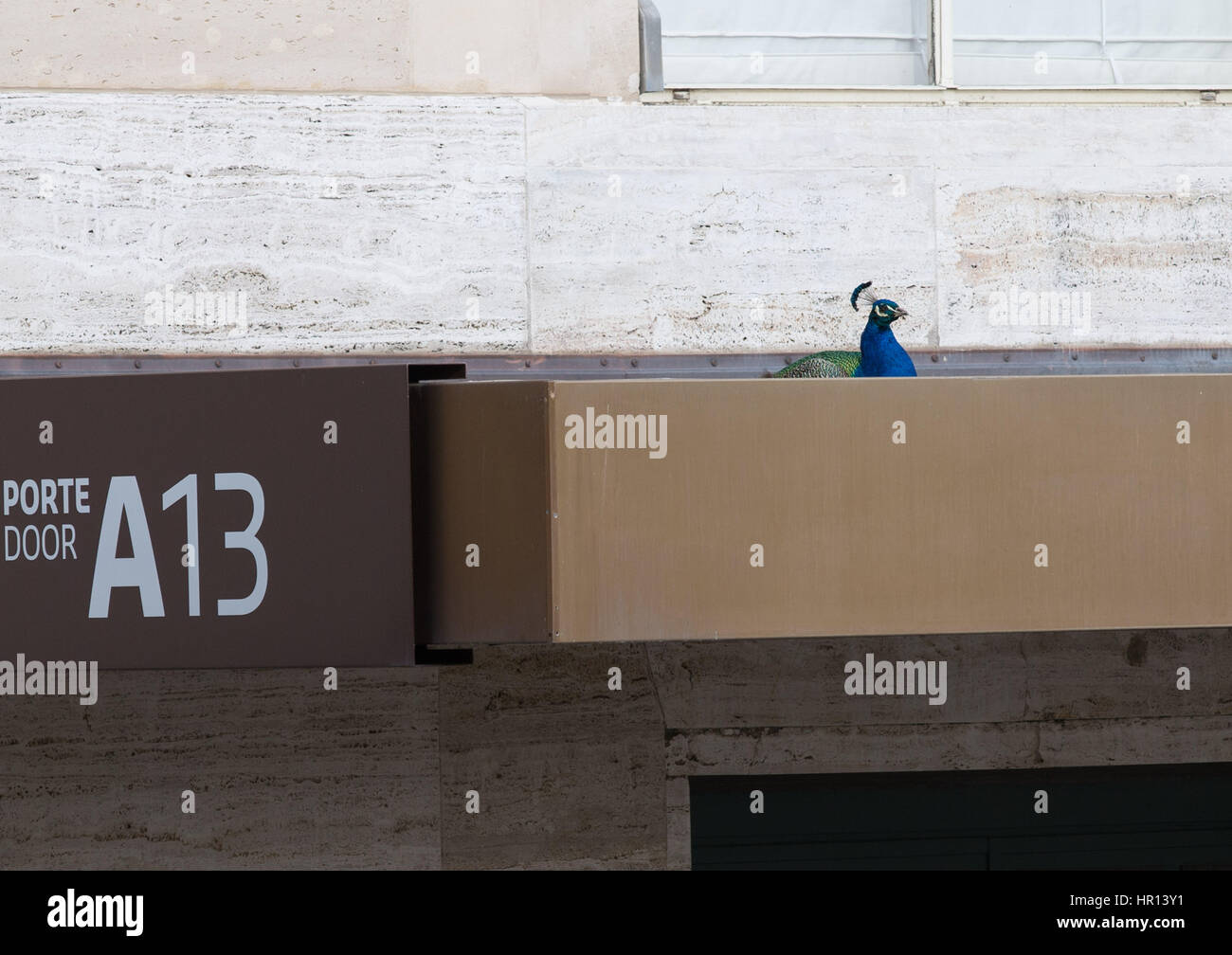 Geneva, Switzerland. 26th Feb, 2017. A peacock is seen upon a door of ...