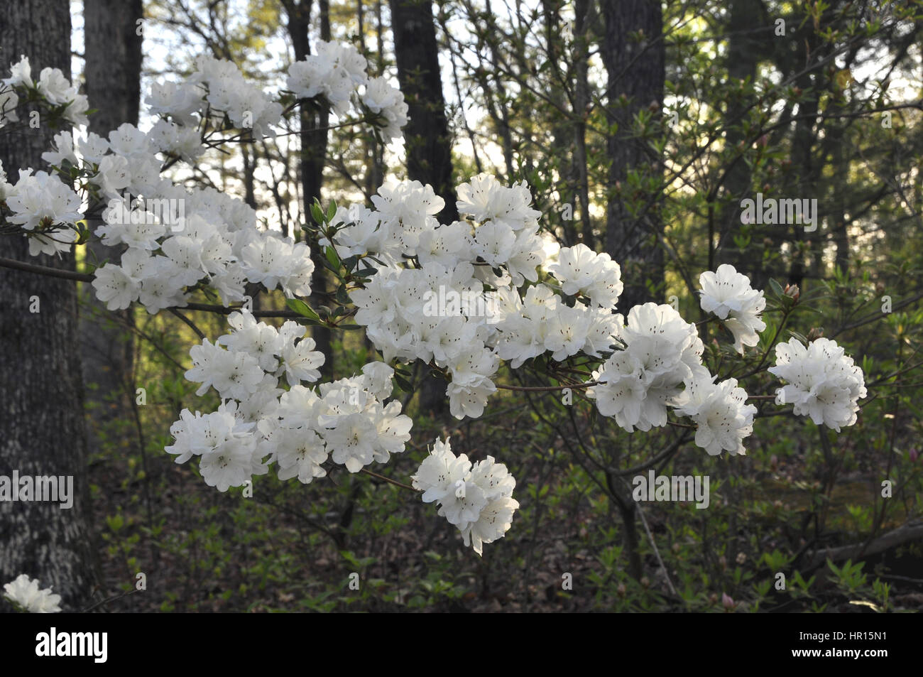 Blooming colourfully here in the countryside of Georgia, USA Stock ...