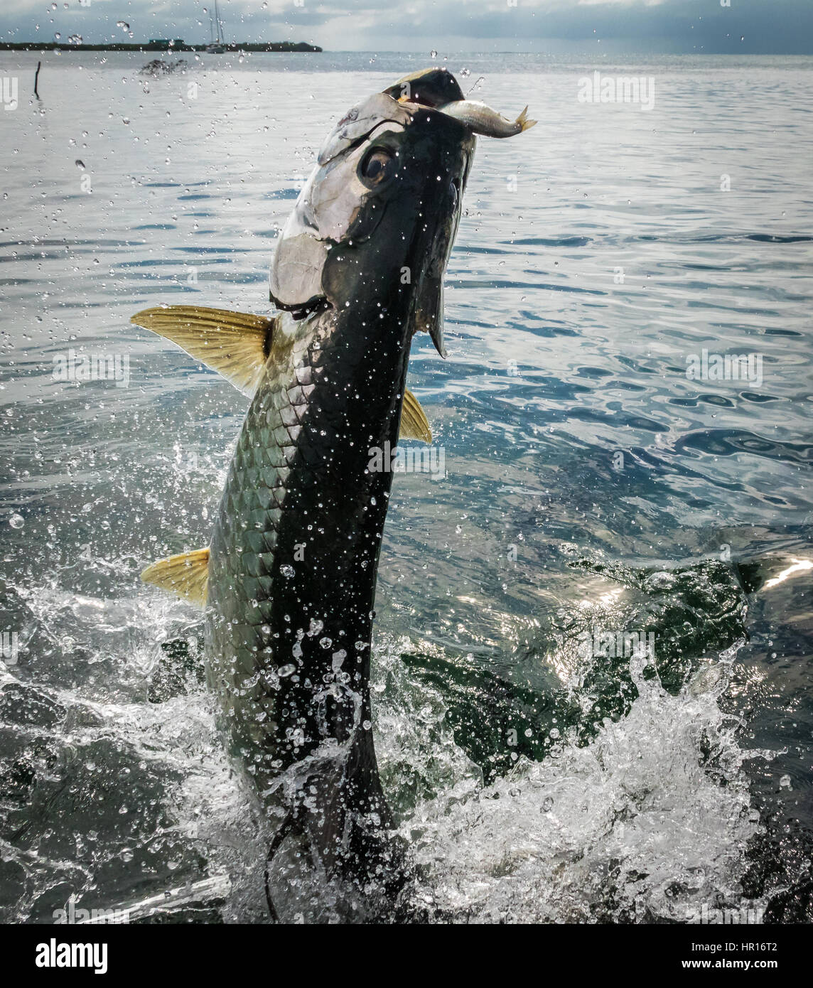 Tarpon fish jumping out of water - Caye Caulker, Belize Stock Photo - Alamy