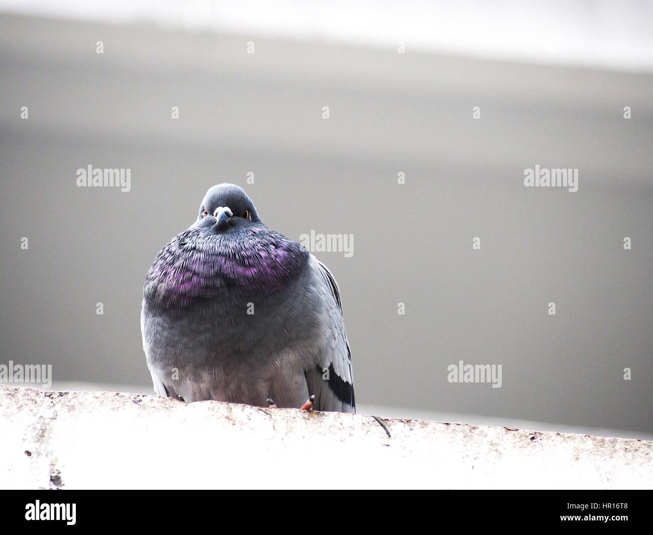 Pigeons hd hi-res stock photography and images - Alamy