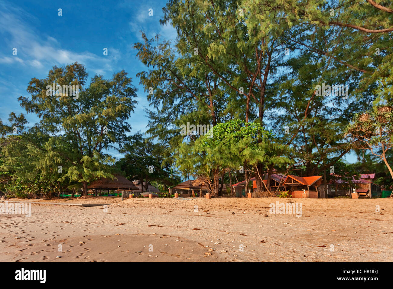 Trees on a sands beach in the light of the setting sun Stock Photo - Alamy