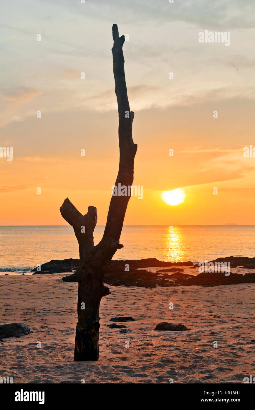 Dead tree trunk on tropical beach in sunset time Stock Photo - Alamy