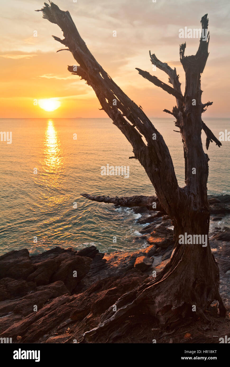 Dead tree trunk on tropical beach in sunset time Stock Photo - Alamy