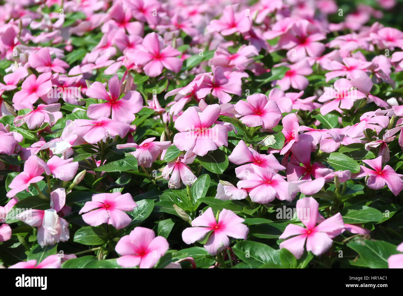 Pink Periwinkle Flower